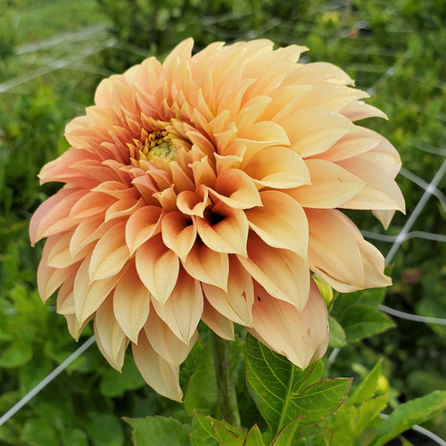 Bracken Palomino | Sunset View Farm Dahlias