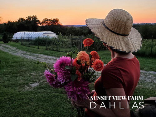 Penhill Watermelon | SVF Dahlias