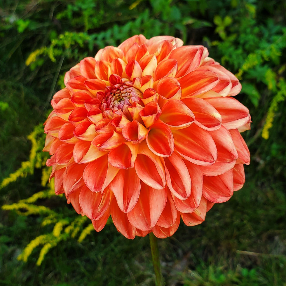 Orange Symphony | SVF Dahlias
