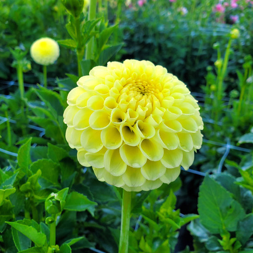 Clearview Daniel | Sunset View Farm Dahlias