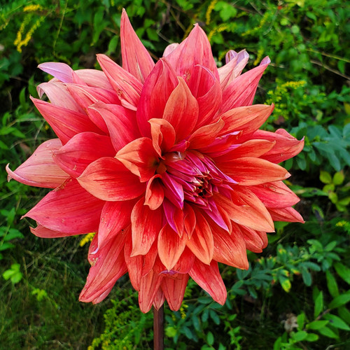 Belle of Barmera | Sunset View Farm Dahlias