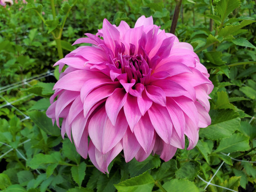 Vassio Meggos | Sunset View Farm Dahlias