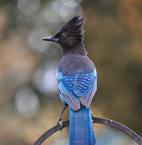 Stellar's Jay | Ks Catch Photography