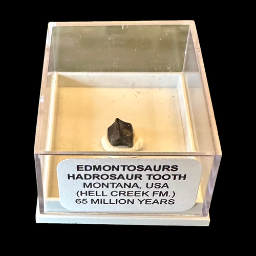 Edmontosaurus tooth no1 | Underground Fossils