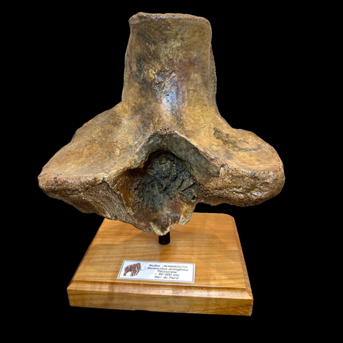 Mammoth radius bone section | Underground Fossils