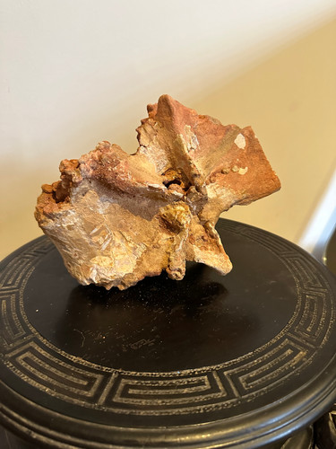 Spinosaurus dorsal vertebra | Underground Fossils
