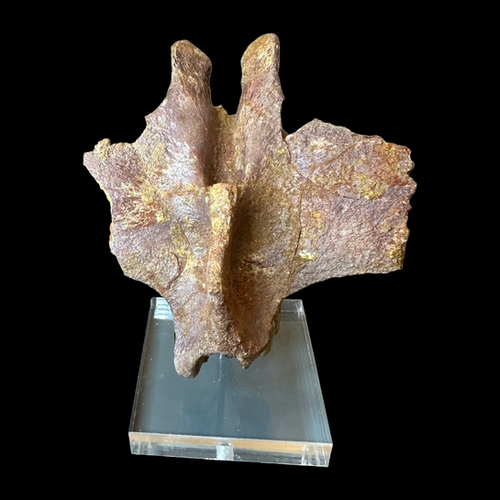 Cretaceous crocodile vertebra | Underground Fossils