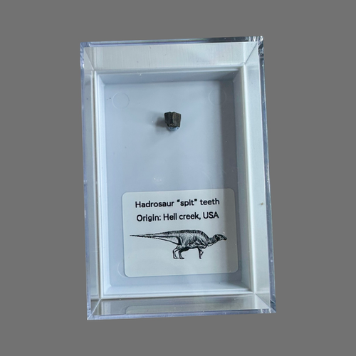 Hadrosaur spit tooth no22 | Underground Fossils