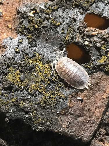 Porcellio Scaber “Calico” | Illustriousisopods C