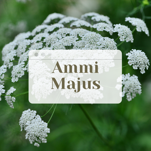 Ammi Majus | Bann Valley Wildfl..