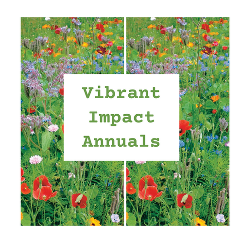 Vibrant Impact Annuals | Bann Valley Wildfl..