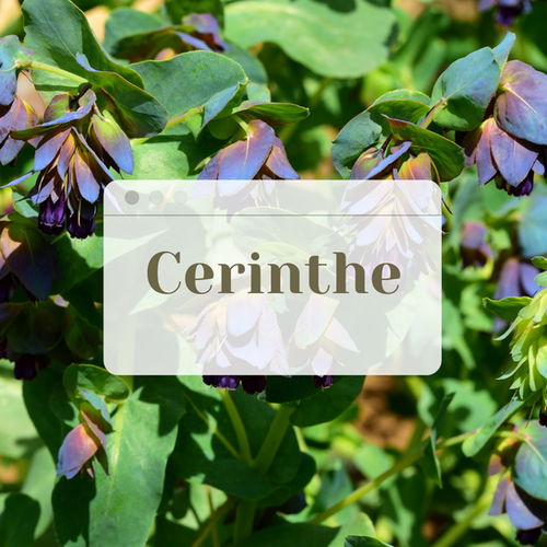 Cerinthe | Bann Valley Wildfl..