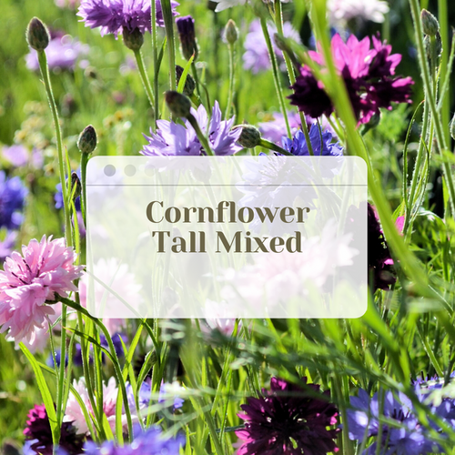 Cornflower Tall Mixed | Bann Valley Wildfl..