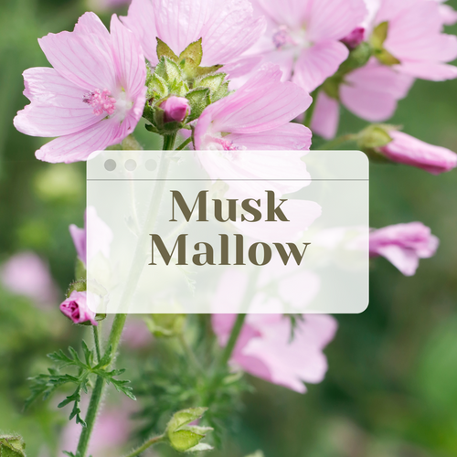 Musk Mallow | Bann Valley Wildfl..