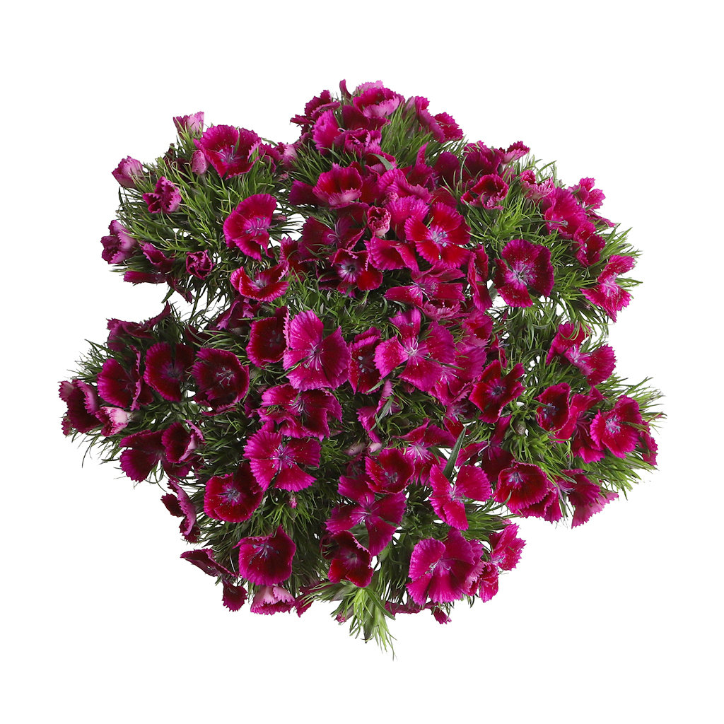 dianthus-magenta