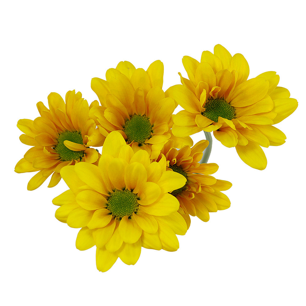daisy-yellow-factor