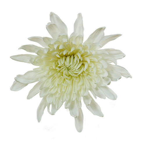 Disbud | frescafarms