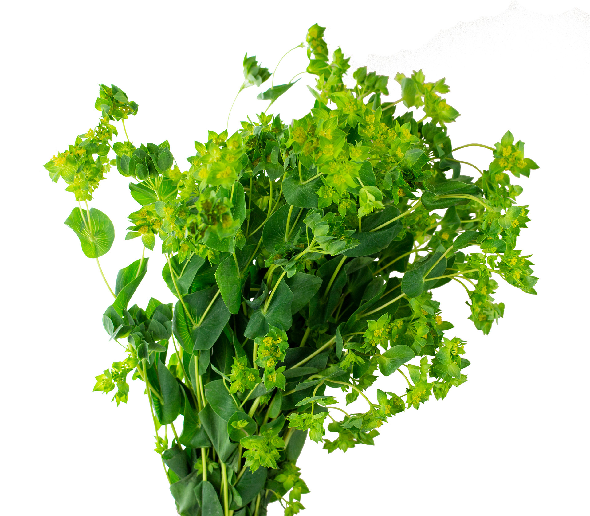 bupleurum