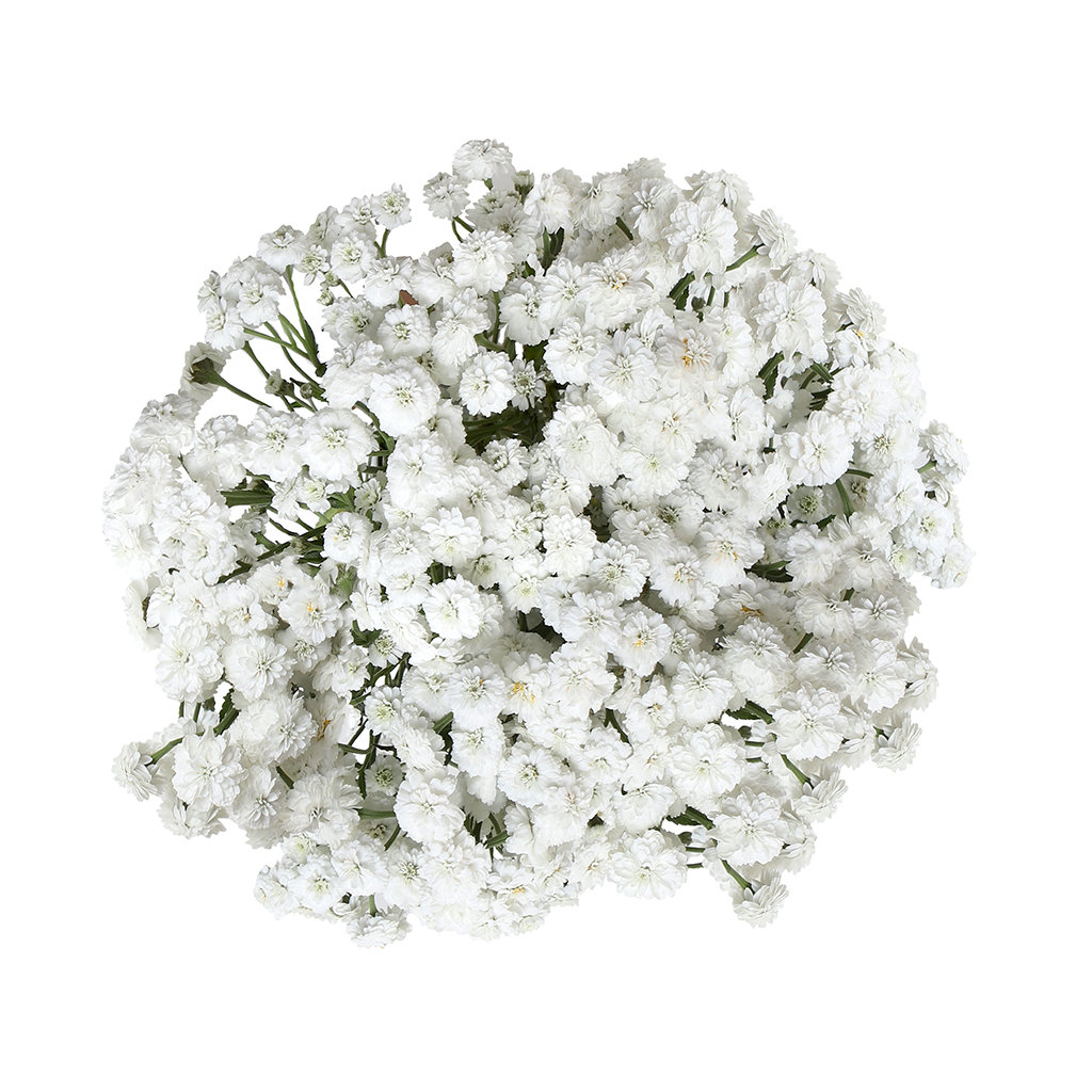 yarrow-hit-white