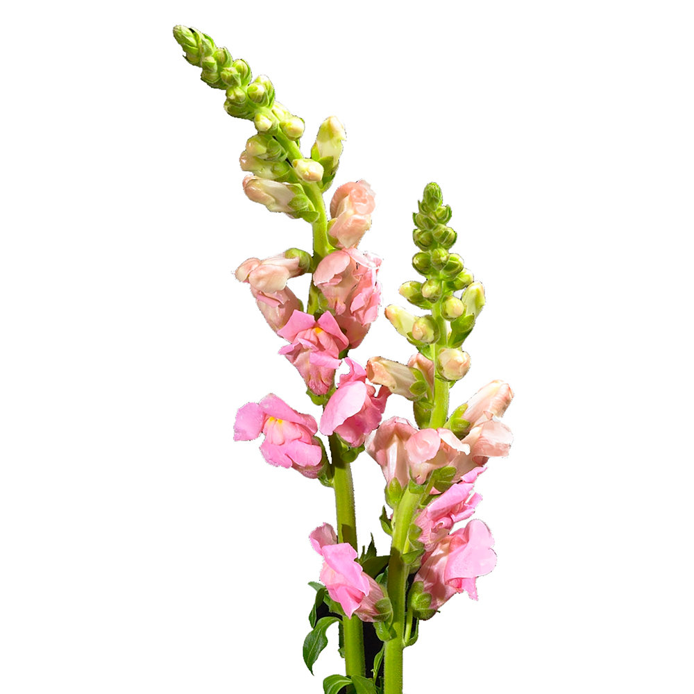 snapdragon-pink