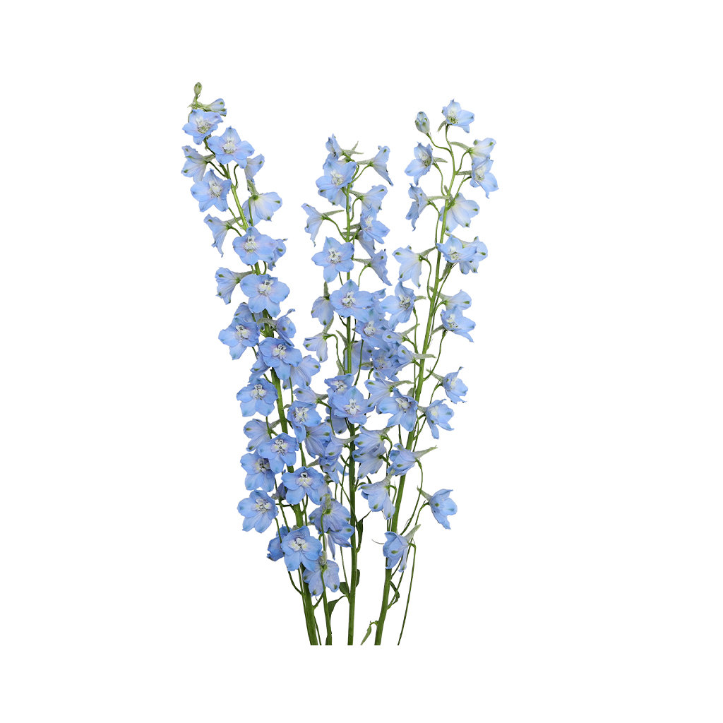 bella-andes-light-blue