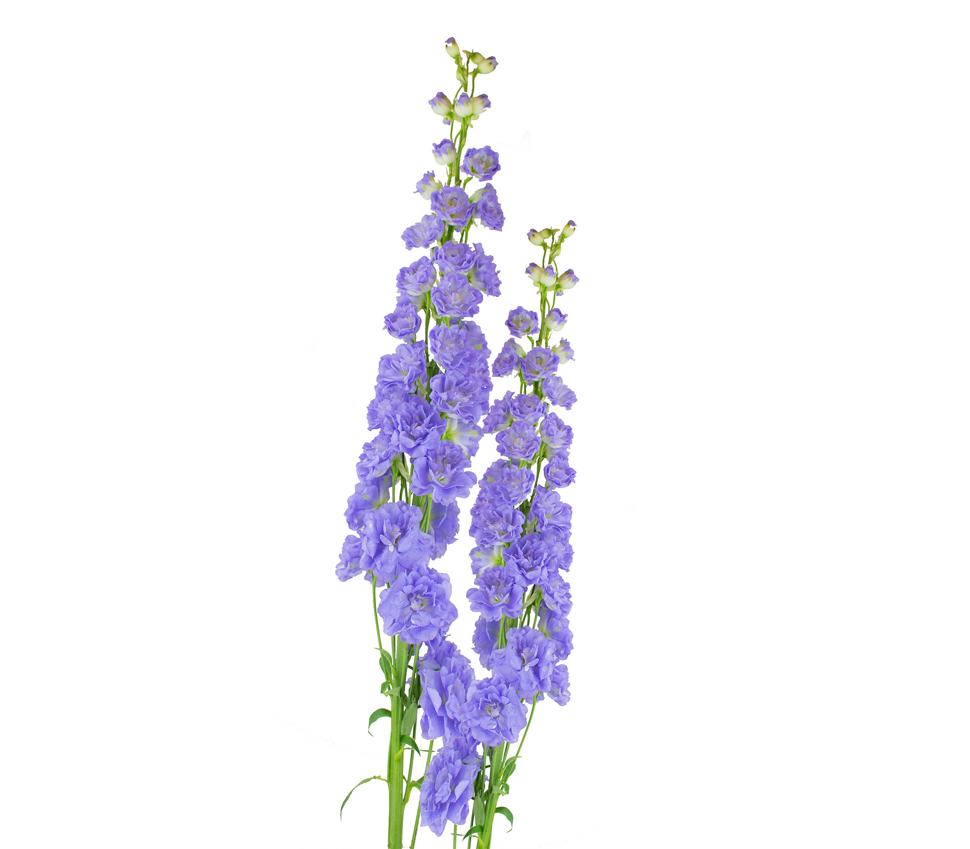 delph-elatum-manuela-lavender