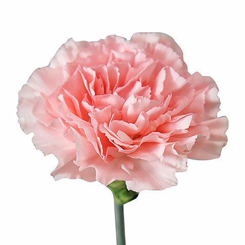 Carnation | frescafarms