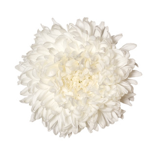 Disbud | frescafarms