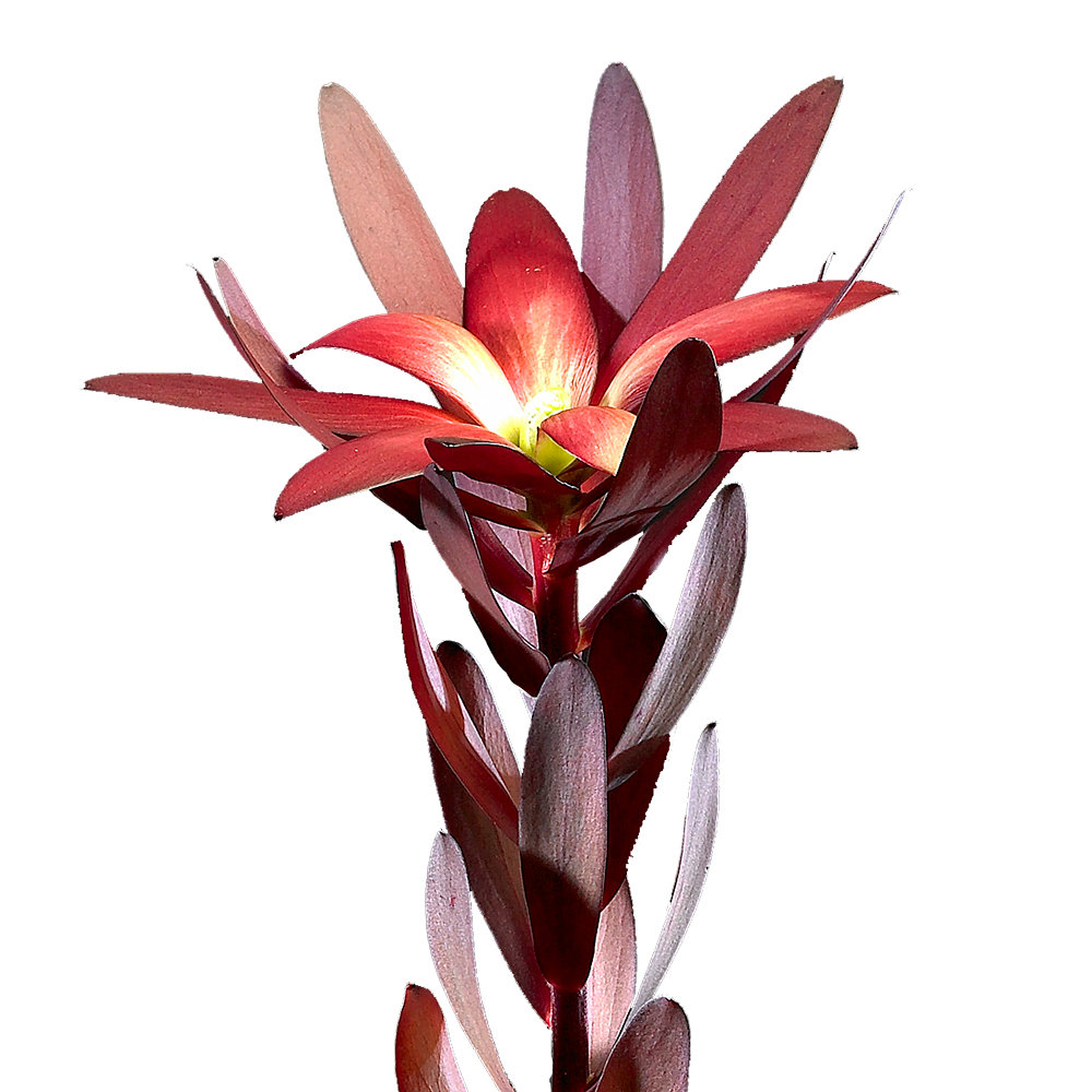protea-safari-sunset