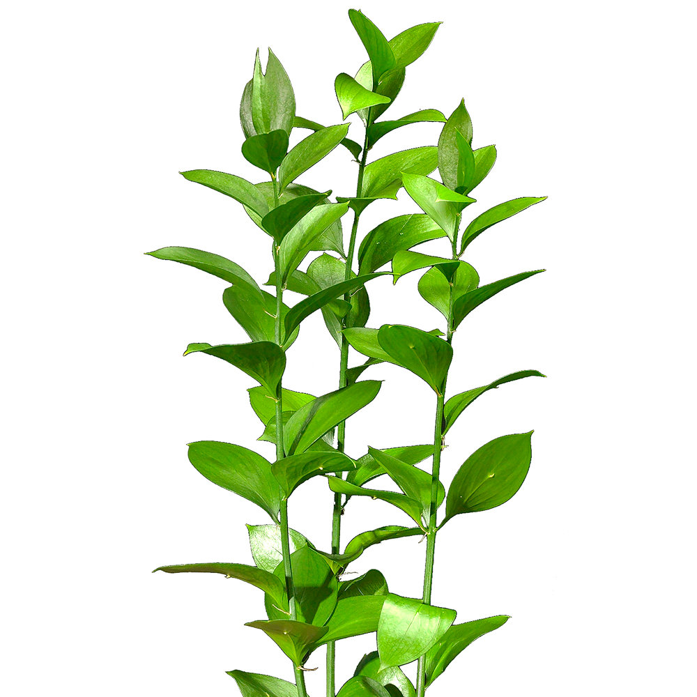 israeli-ruscus