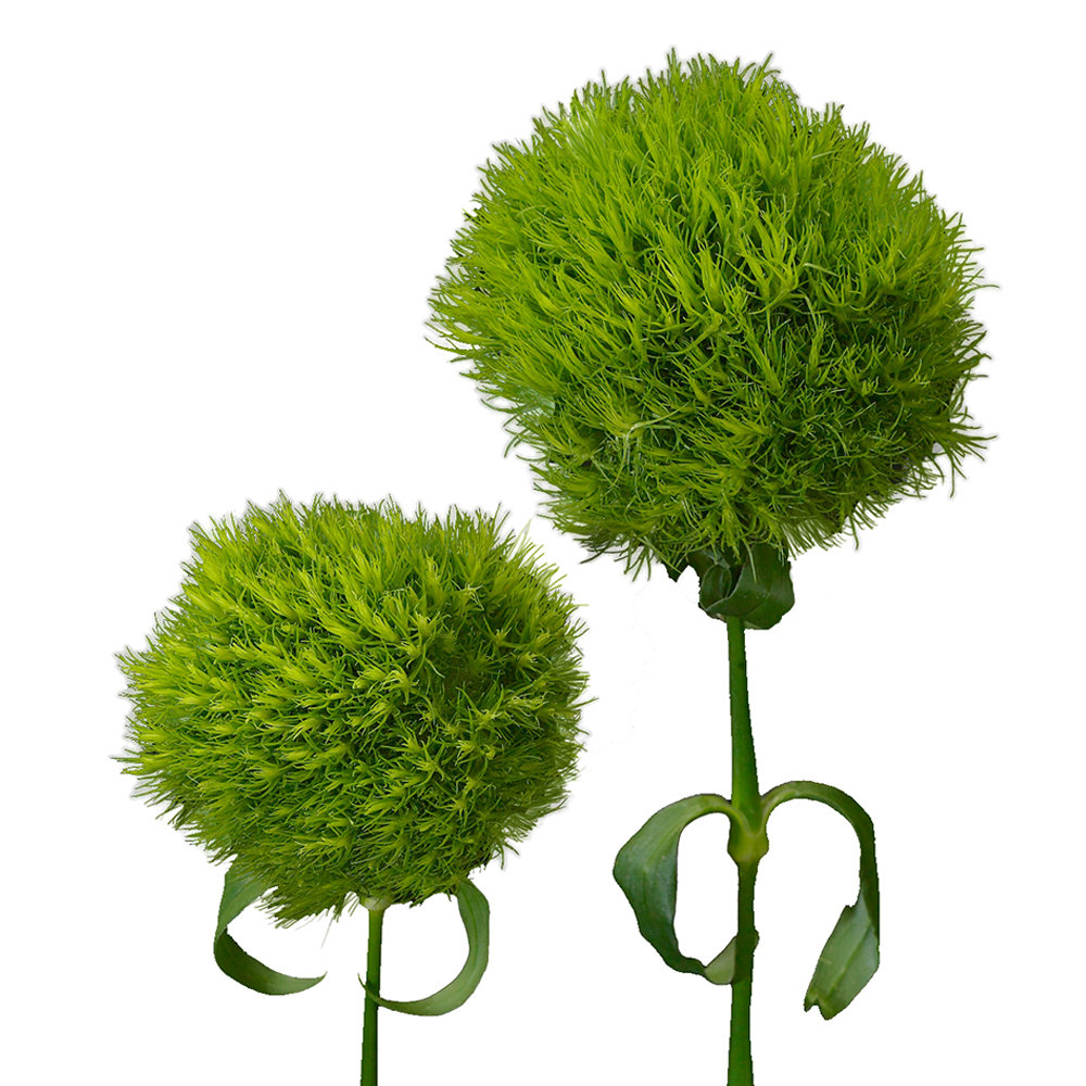 dianthus-green-ball