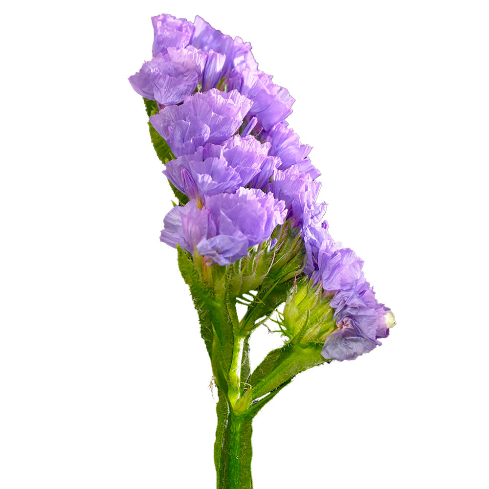 statice-lavender