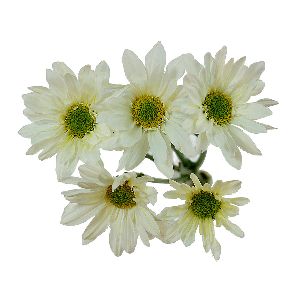 daisy-white-atlantis