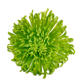 Disbud | frescafarms