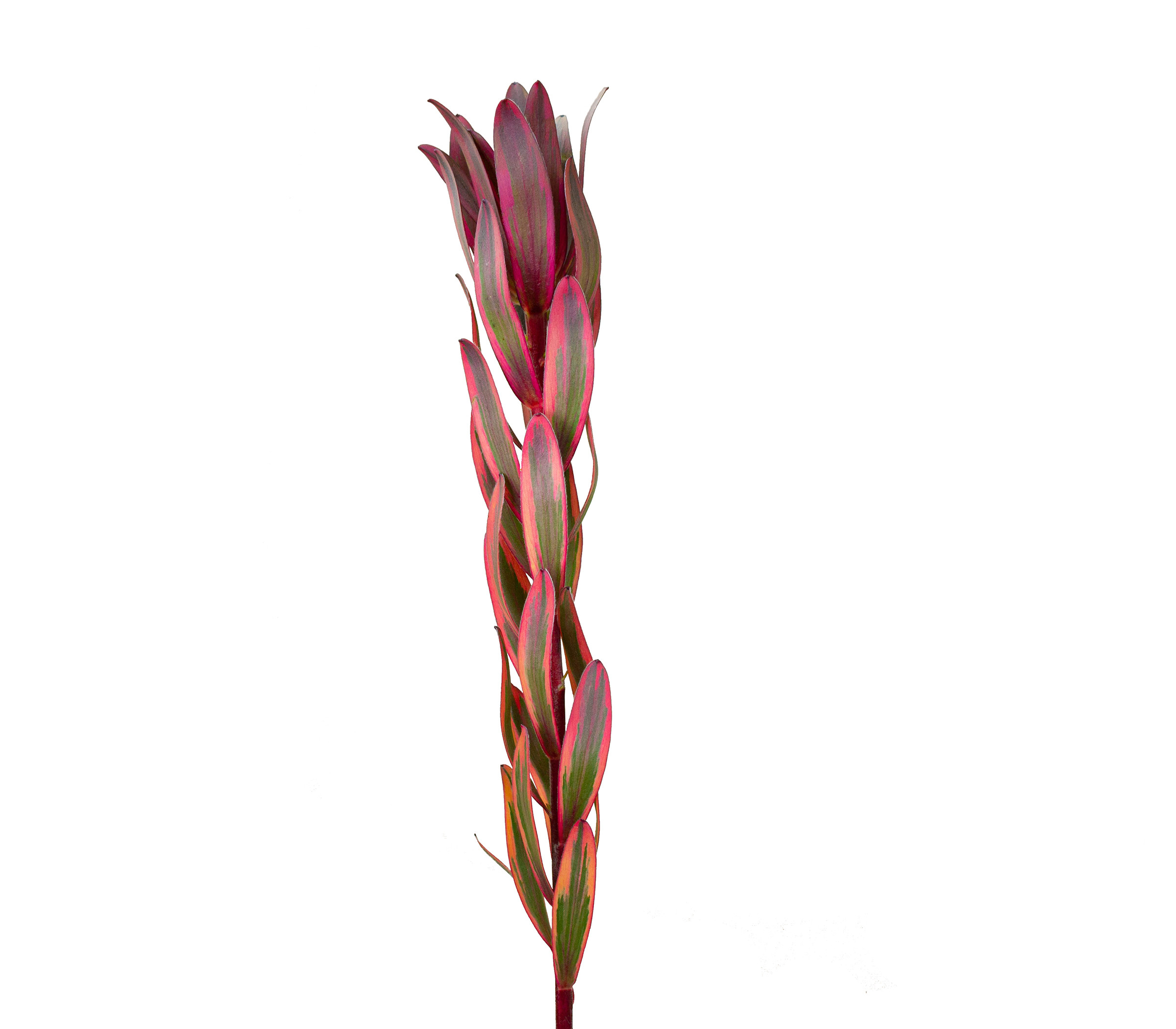 protea-leucadendron-jester