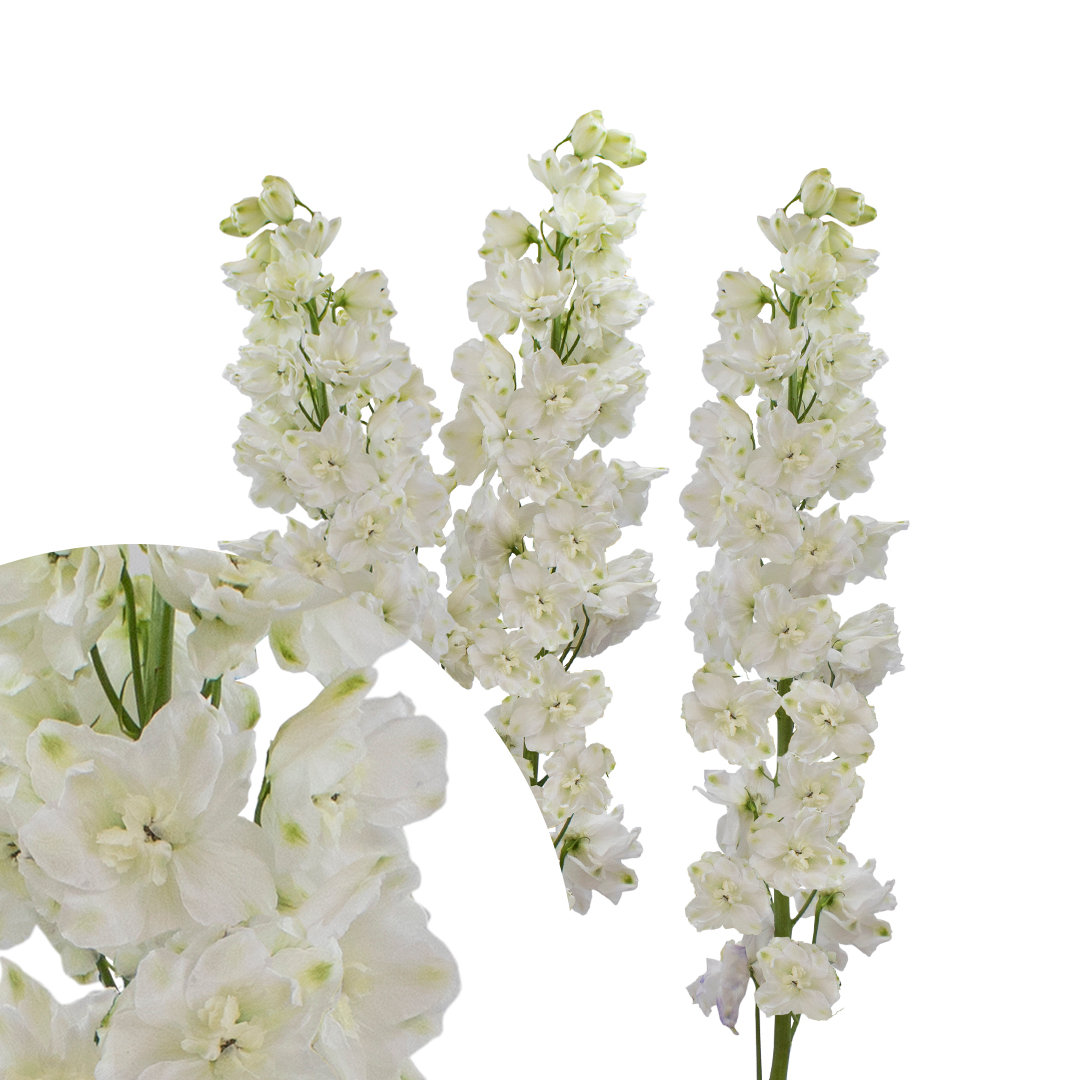 delph-ariel-triton-white