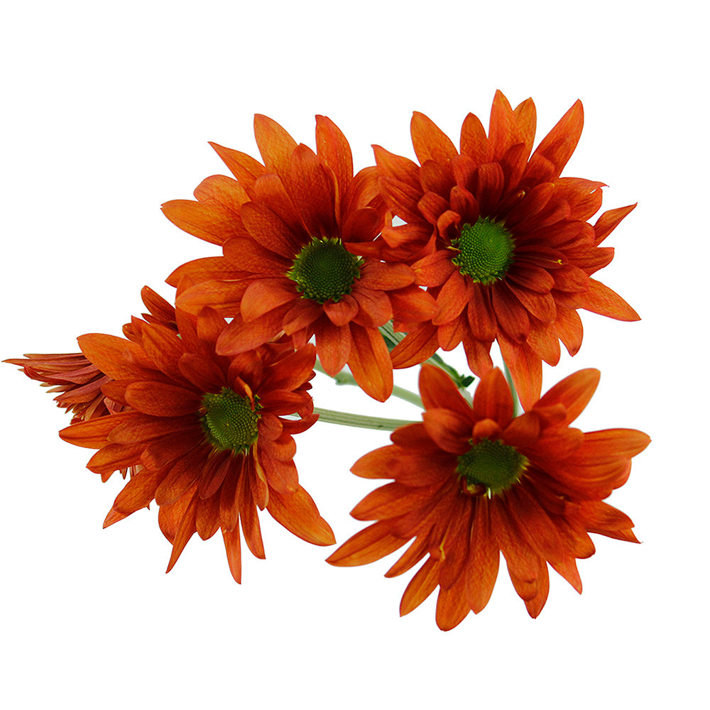 daisy-orange-atlantis