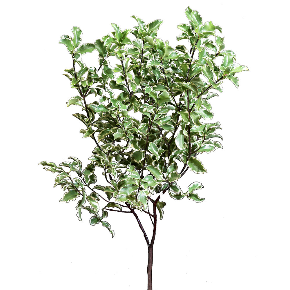 italian-variegated-pittosporum