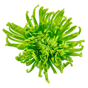 Disbud | frescafarms