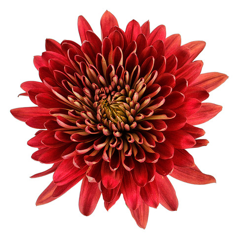 Disbud | frescafarms