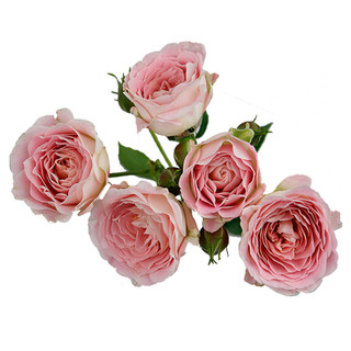 Spray Roses | frescafarms