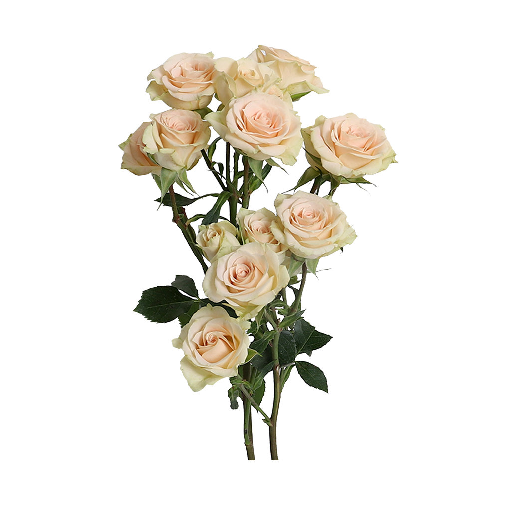 spray-rose-creta