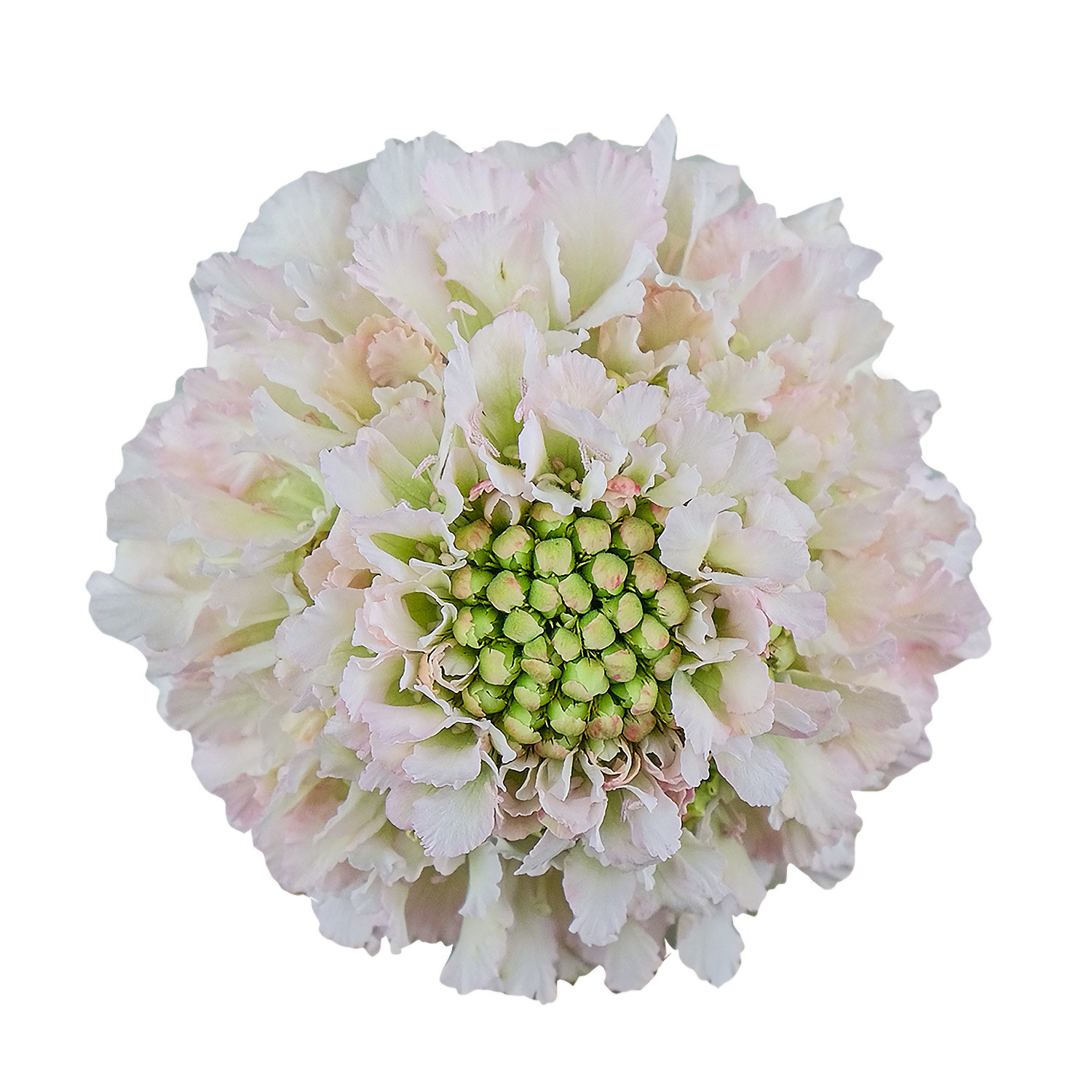 scabiosa-pink-hanoi