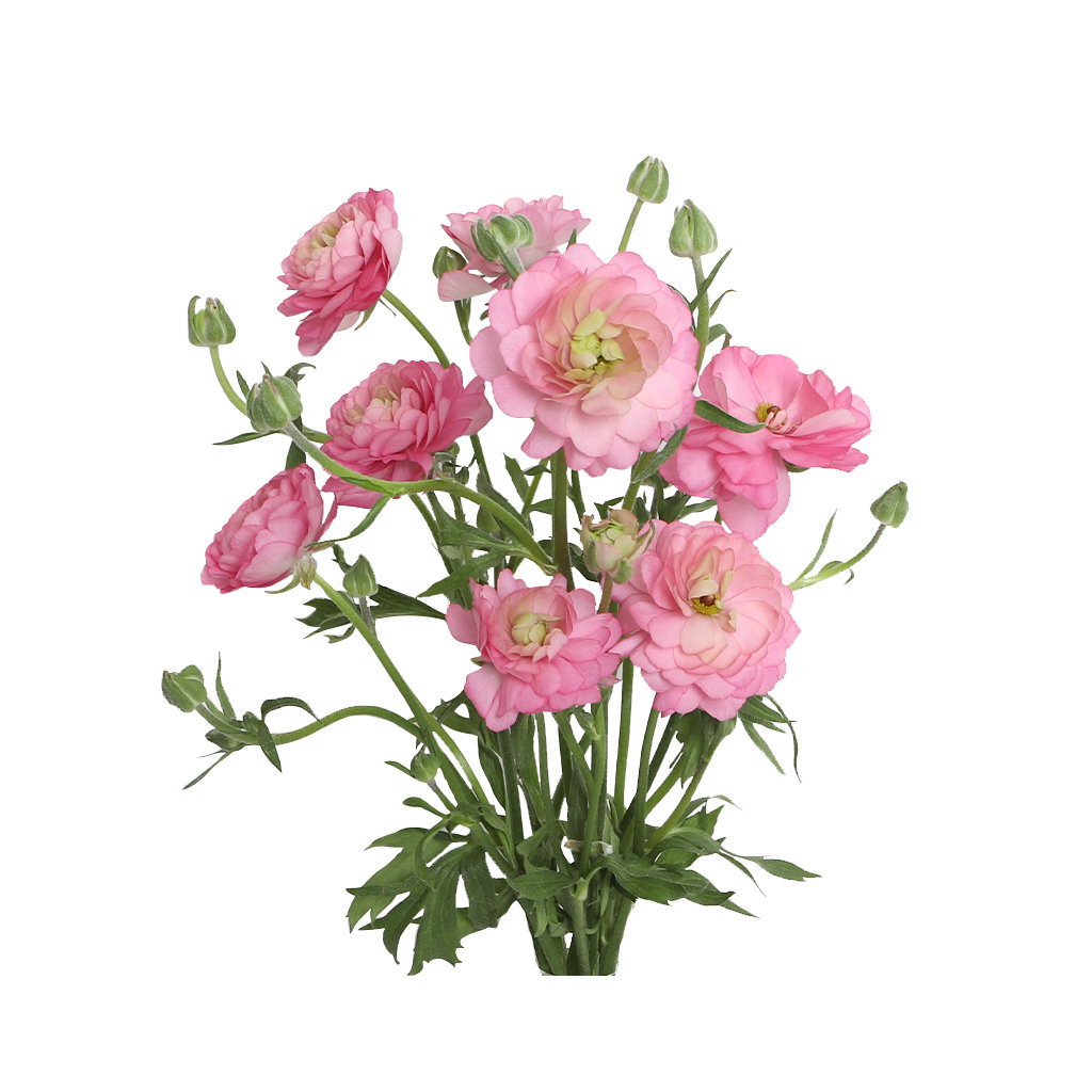 butterfly-moderna-dolce