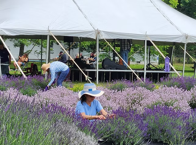 Lavender Bloom Festival 2026
