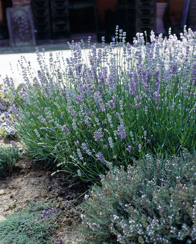 Shady Lady Lavender Plants- Pickup or Local Delivery only | Wildwood ...