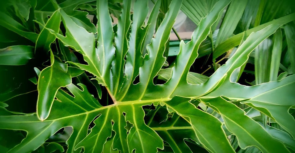 GUAIMBÊ/ Três Paineiras