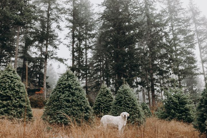 Tree Farm | Bayview Tree Farm | Belfair, WA