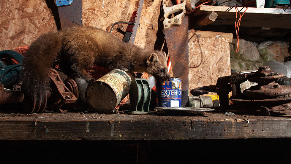 How to successfully set up a DSLR camera trap