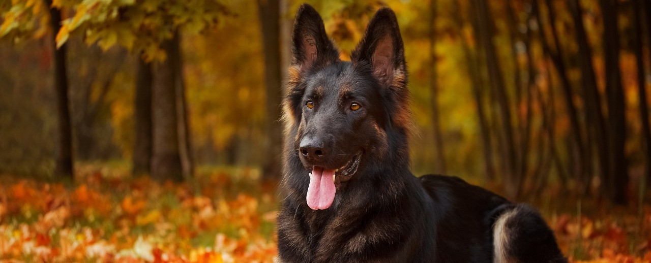 Breed Info | The Good Vibe GSD